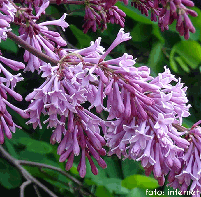 BEZ LILAK JOSIKI / KARPACKI / WĘGIERSKI P9 - - rośliny ozdobne ...